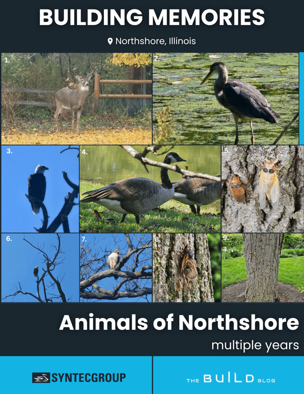 027-BM: Animals of Northshore (Multiple years) - Build Blog